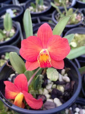 FPOrchids Cattleya C. Chief Gem 'Red Jewel' | eBay Australia
