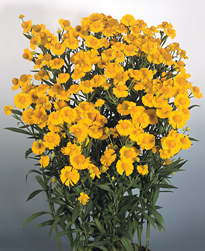 Helenium autumnale Helena Gold 1,000 seeds | eBay