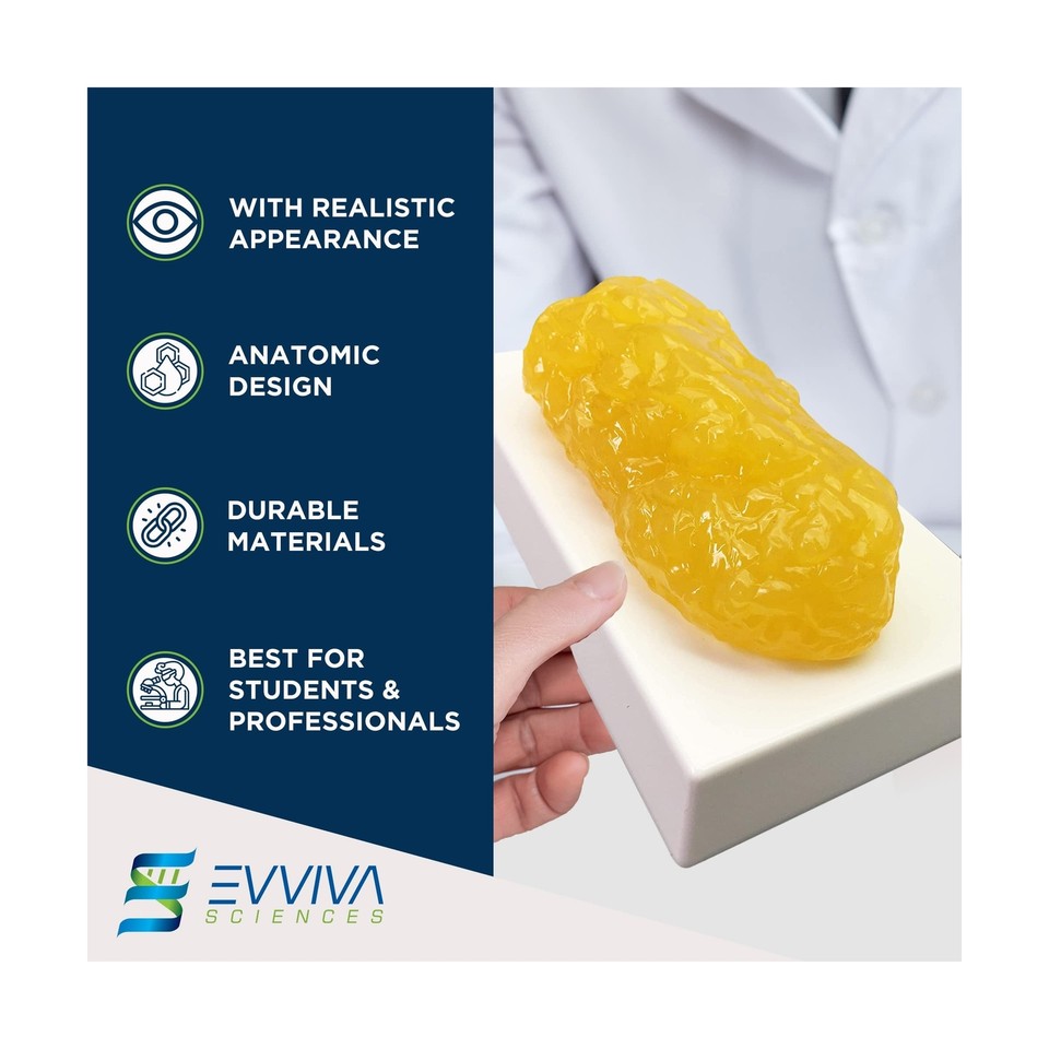 Amazing Human Body Muscle & Fat Replica 1lb by Evviva Sciences ...