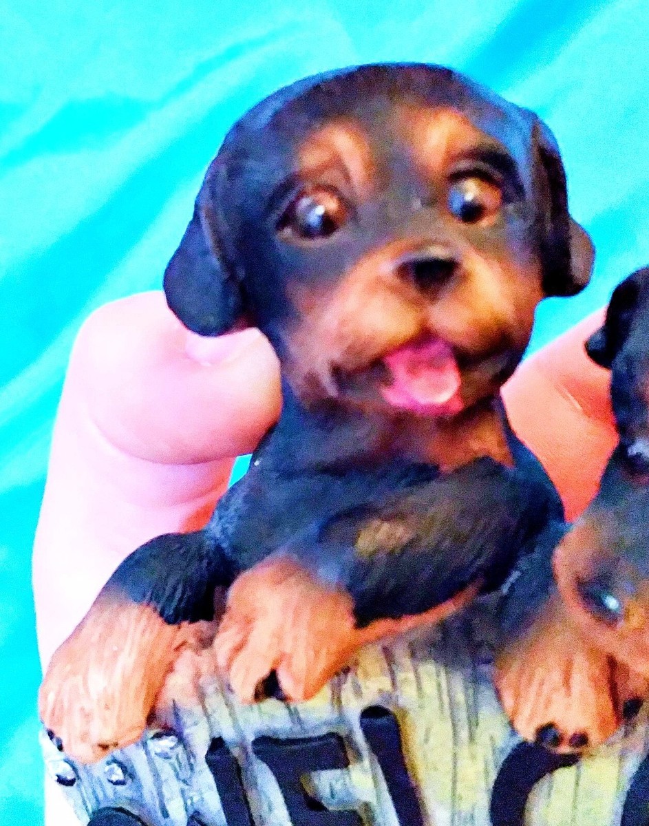 Cute Baby Rottweiler