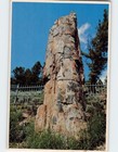 Postcard Petrified Tree Yellowstone National Park Wyoming | eBay