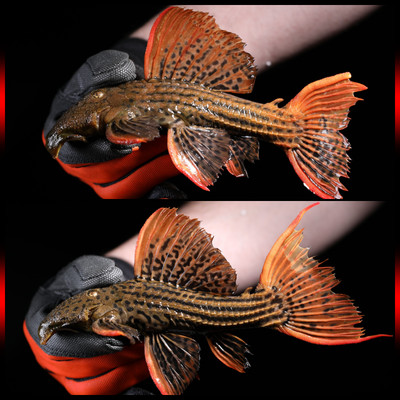 BREEDING PAIR SUPER RED L025 SAO FELIX SCARLET CACTUS PLECOS! LIVE FISH ...