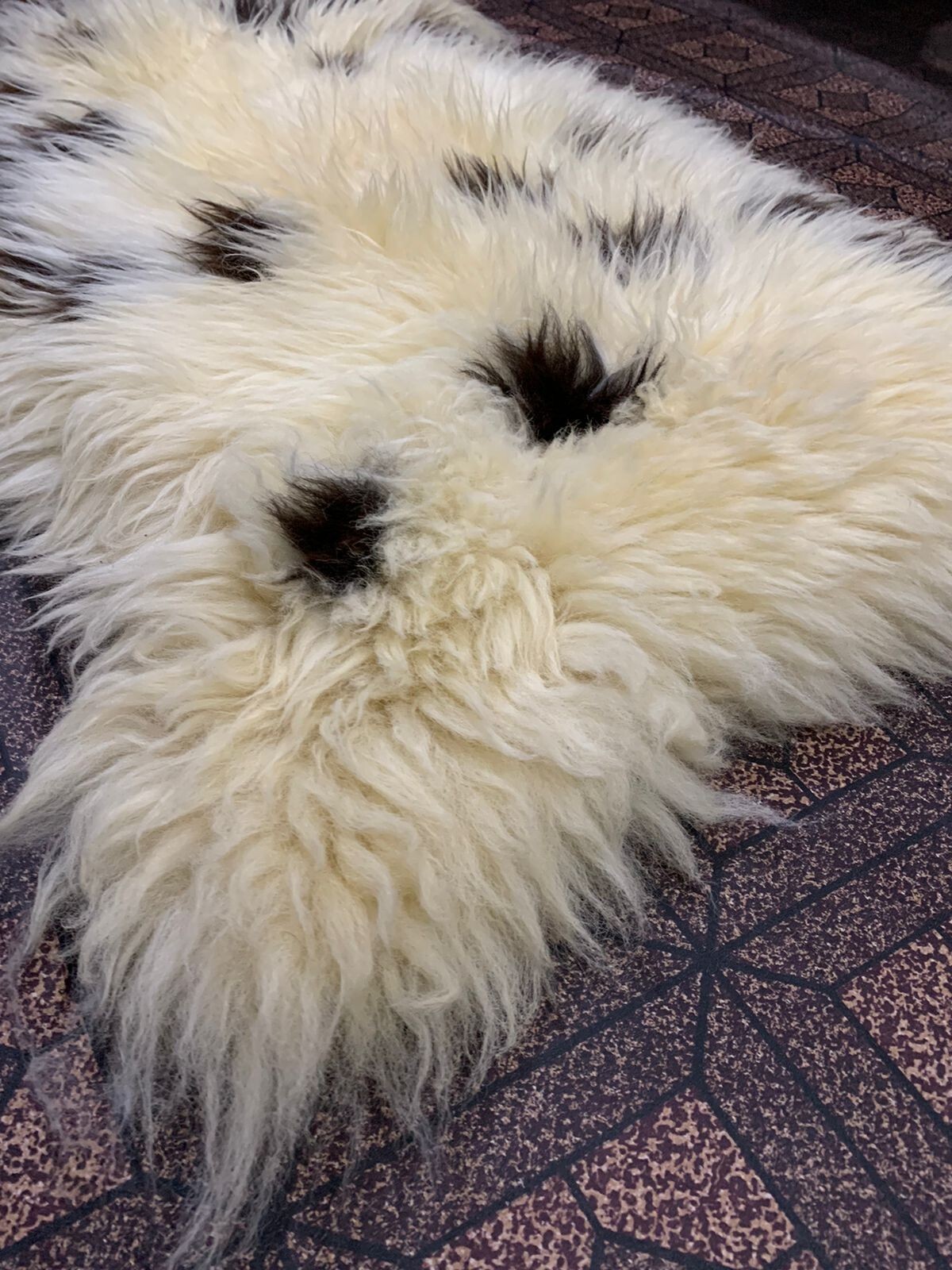 Genuine Icelandic Sheepskin Rug Rare Breed Long Hair Fur Rug Exotic ...