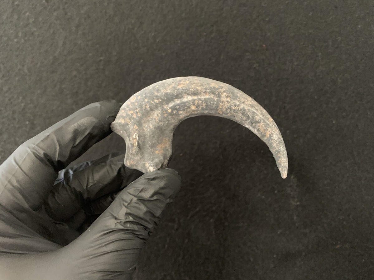 Velociraptor Fossil Claw