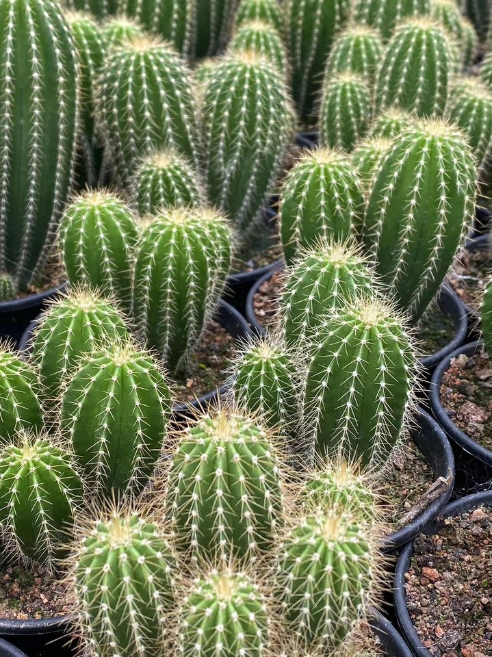 Multi Heads Golden Saguaro Neobuxbaumia polylopha cactus Cacti ...