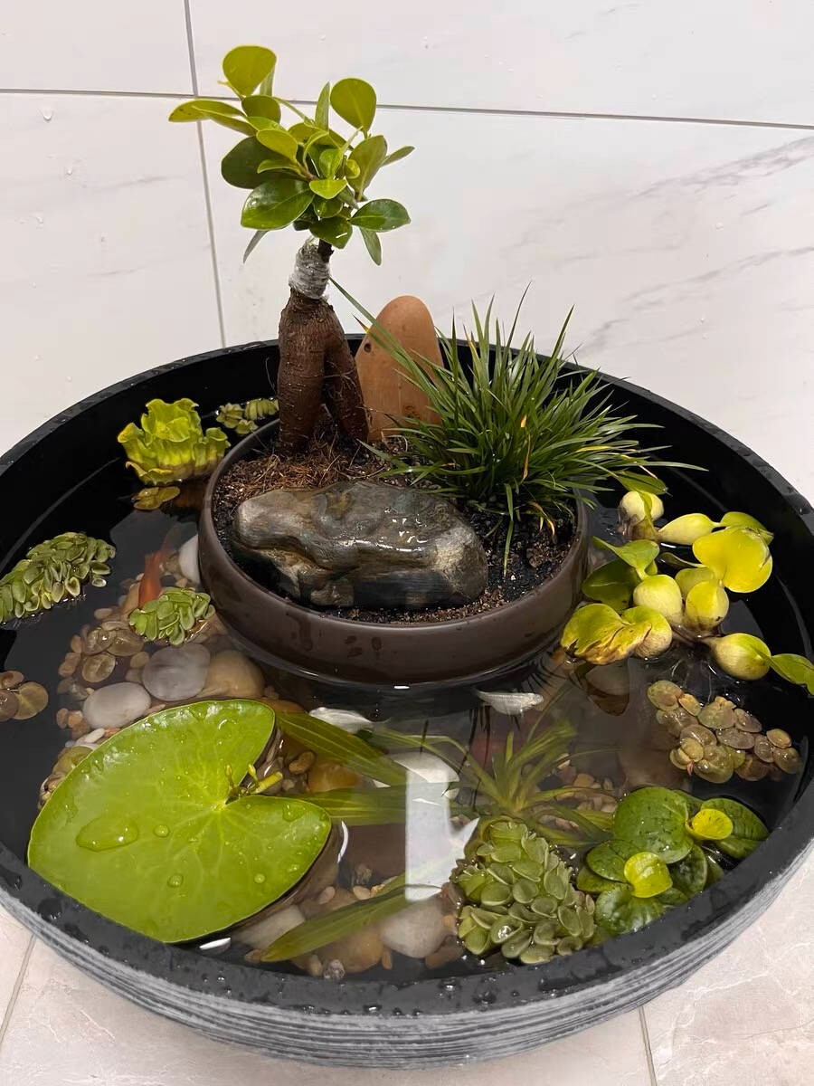 Water Plant Pot or Bowl, Medaka Bowl - Bowl to hold water, Floating ...