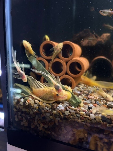 3 x L144 BLUE EYE LONG FIN Bristlenose Pleco - 2" Pack - AA Grade Fish ...