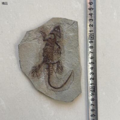 Chinese Real Monjurosuchus Choristodera Fossil Rare Collection | eBay