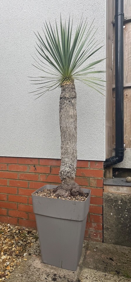 large yucca rostrata plant in pot cash only | eBay UK