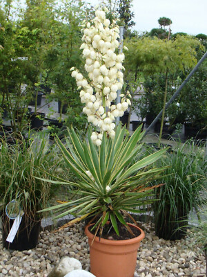 Adams Needle (Yucca Filamentosa) 30 Fresh Seeds | eBay Australia