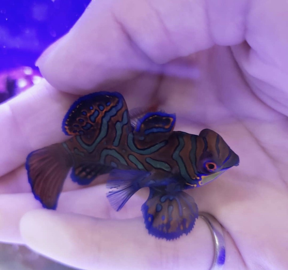 2Lot Green Mandarin Goby's Live Saltwater Aquarium! *FREE SHIPPING ...