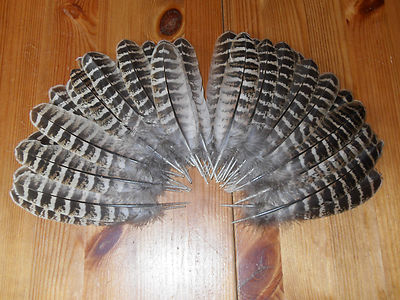 50 Hen Pheasant Wing Feathers 5" - 6" Fly Tying Millinery Art Floral ...
