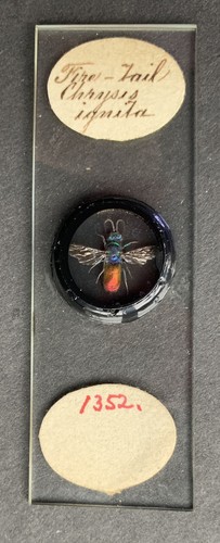 Norman Antique Microscope Slide of a Firetail Fly | eBay