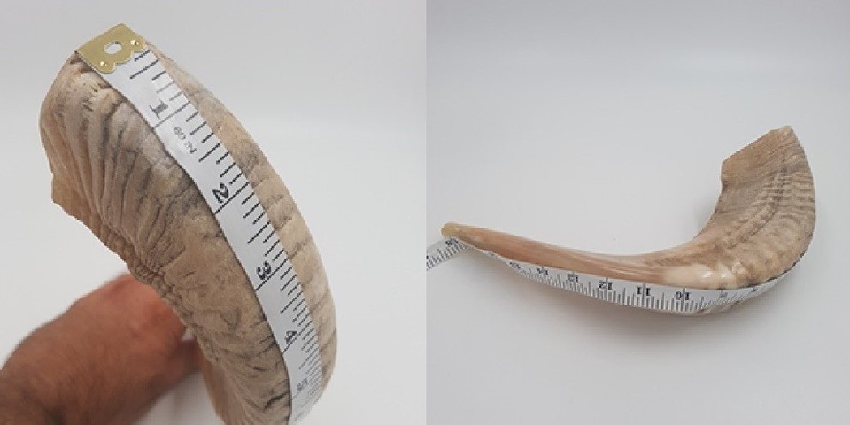 14" Good Kosher Jewish SHOFAR, Fully Natural , Ram Horn Blowing ...
