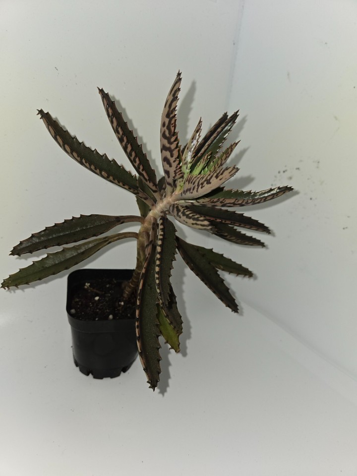 Mother of Thousands Alligator Live Plant 3 to 5 inches tall, Succulent ...