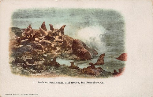 San Francisco CA California Cliff House Seals Pinnipeds on Rocks Vtg ...