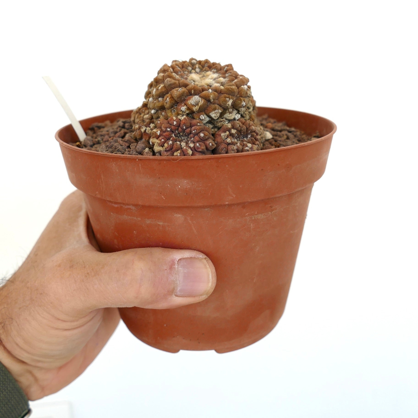 Thelocephala glabrescens OLD CLUSTER NNP | eBay