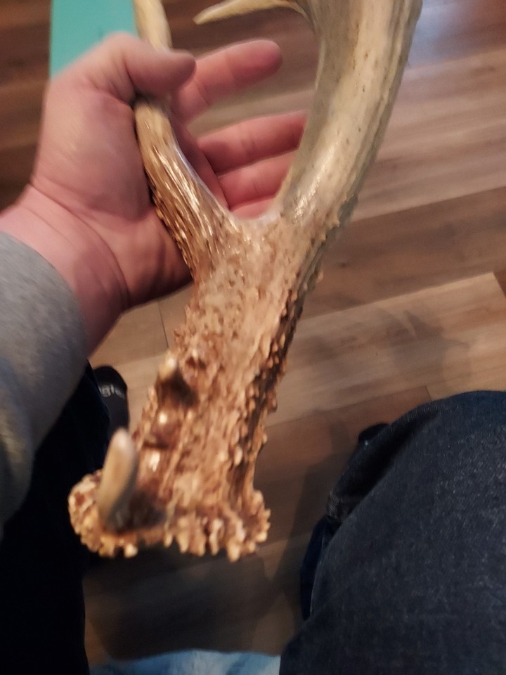 Massive Whitetail Deer Shed Antler Taxidermy Mount Cabin Decor Lamp 15 ...