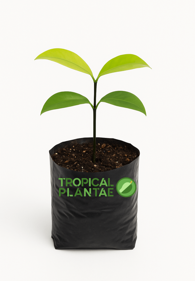 Mangosteen Tree Seedling – Live Tropical Fruit Starter Plant – Premium ...