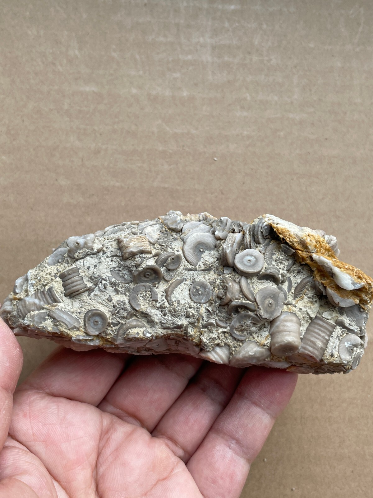 257g Devonian period Crinoid Geologic rock specimen | eBay UK