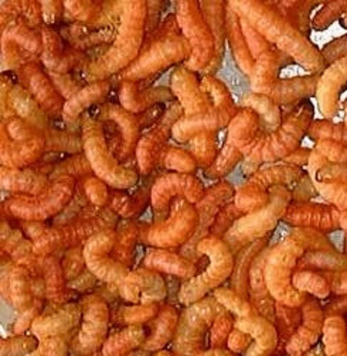 Wheat Bran Substrate Food Bedding For Live Feeders, Mealworms ...