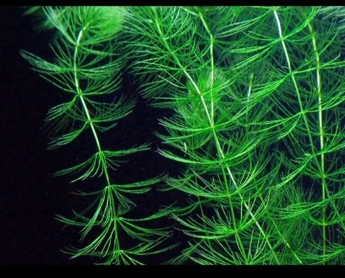 HORNWORT FOR POND AQUARIUM FISH TANK BEAUTIFUL OXYGENATING PLANT WEED ...