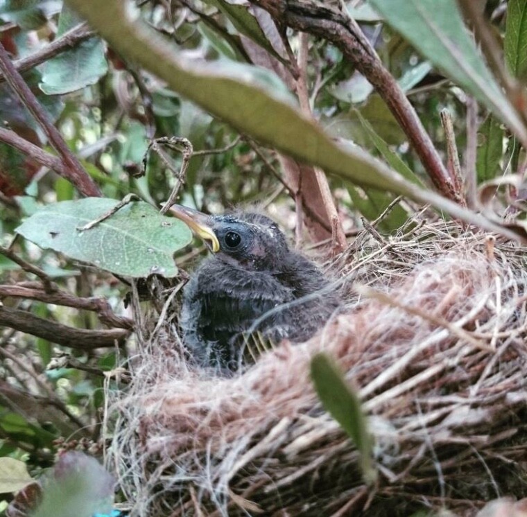 Alpaca Bird Nesting Material Kit Bag - 100% Alpaca Wool for Nesting ...