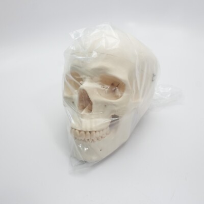 3B Scientific Model Classic Human Skull Model, 3part - 3B Medical ...