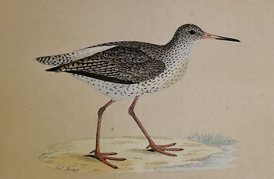 c1875 ANTIQUE PRINT ~ REDSHANK HAND COLOURED British Birds Morris ...