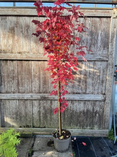 Red Maple Tree 'Brandywine' 🍁Acer rubrum 2m+ tall Amazing Autumn ...