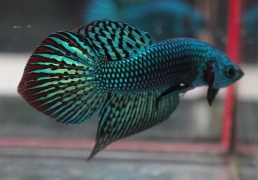 Wild Betta Fish Green Alien Male Quality Grade from TH * Stock Photo ...