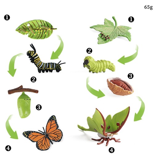 Butterfly Moth Life Cycle Model Science Lifelike Model for Development ...