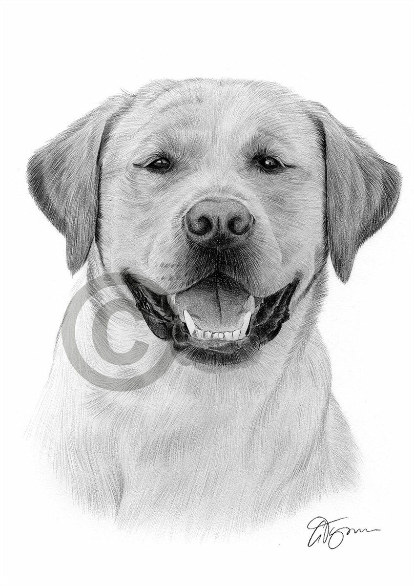 Pencil Drawings Of Labradors