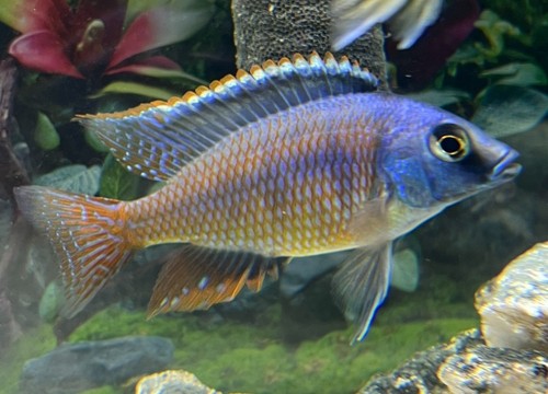 Stunning Red Empress Cichlid 1-1.5” Unsexed USA Juvenile | eBay
