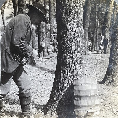 Antique 1904 Maple Syrup Tapping Trees Vermont USA Stereoview Photo ...