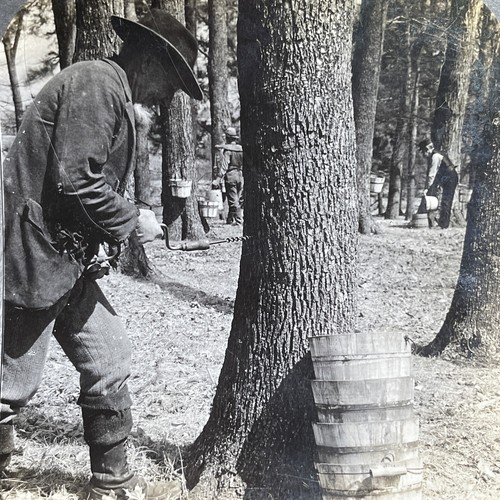 Antique 1904 Maple Syrup Tapping Trees Vermont USA Stereoview Photo ...