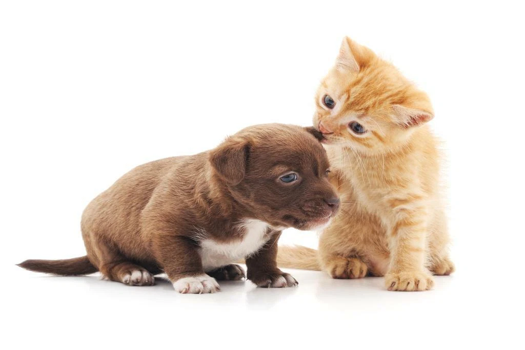 Cute Kitty And Puppy