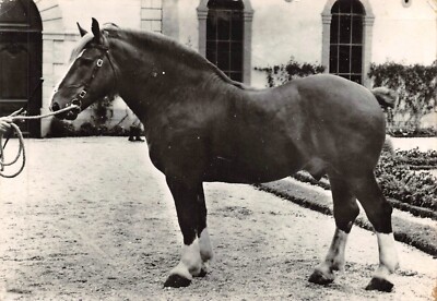 Cpsm - Horse " Trait Breton " Card Advertising Soufrane | eBay Australia