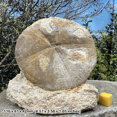 Clypeus plotti echinoid fossil - jurassic period, uk | eBay UK