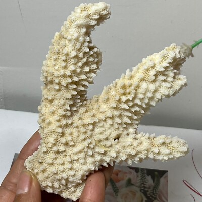 Natural white coral stick - loose white coral gem, Fossil Coral he29 | eBay