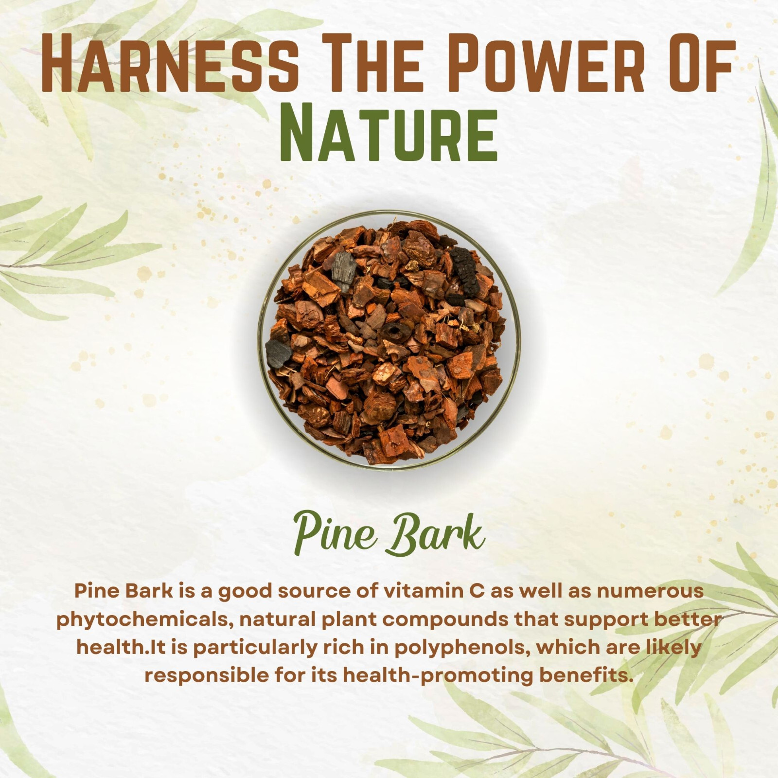 Pine Bark Extract Powder Standardized 95% Proanthocyanidins Pine Bark ...