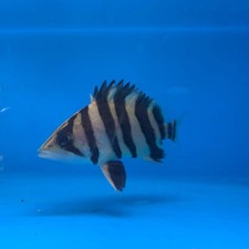 Datnoid for Sale Online: Beautiful Siamese tigerfish from Indonesia ...