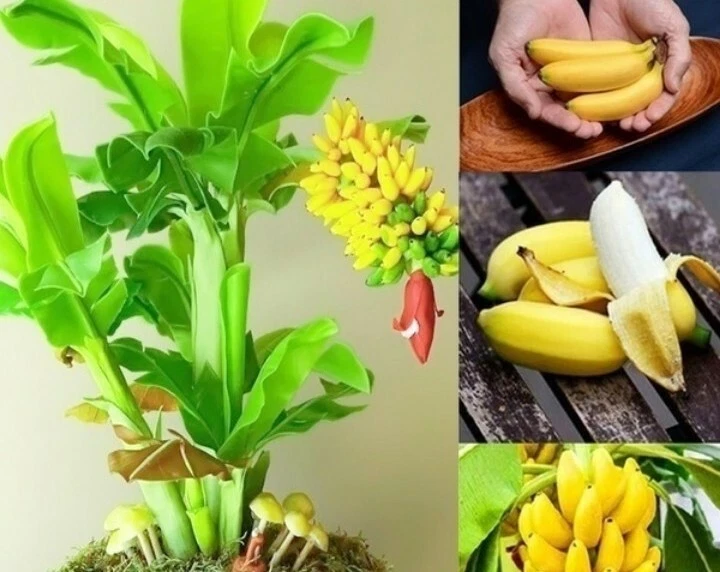 Banana Bonsai Tree