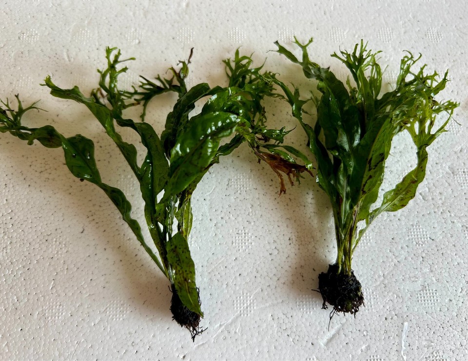 Large Live Easy Aquarium Plant Bundle - Jungle Val, Anubias, Java Fern ...