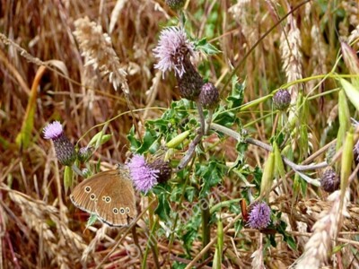 Photo 6x4 Butterfly heaven Latchmere Green The field headland was alive ...