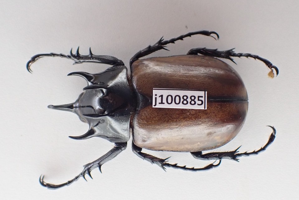 j100885. Insects, Dynastidae: Eupatorus gracilicornis. Vietnam, Nghe An ...