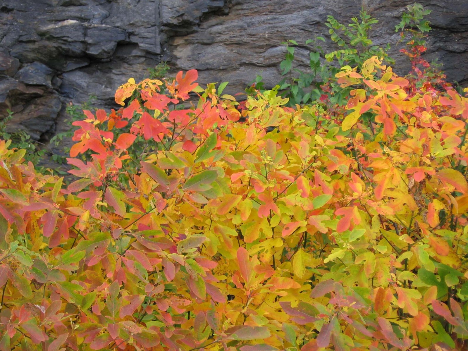 Fragrant Sassafras, Sassafras albidum, Tree Seeds (Hardy, Showy Fall ...