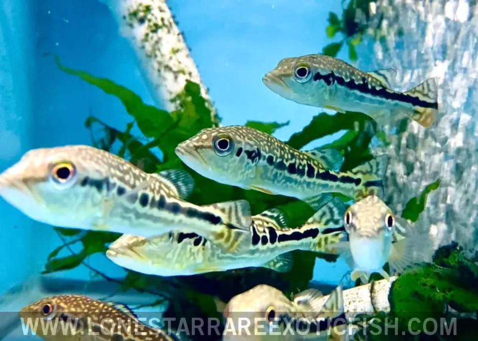 Snakeskin Peacock Bass / Cichla sp. (Pinima x Intermedia Hybrid) - Live ...