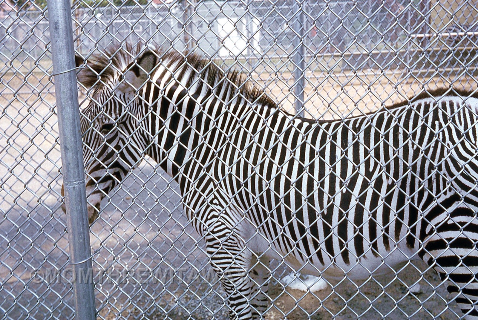 1965 COLOR SLIDE 1103 Ohio Toledo Zoo Zebra Fenced in Area | eBay