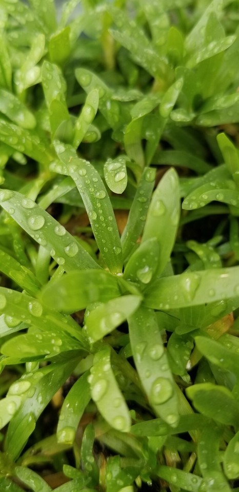 Heteranthera Zosterifolia, Stargrass +EXTRA, No Snail, No Algae | eBay